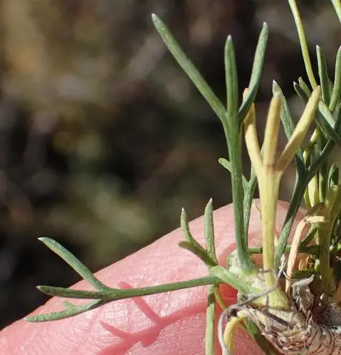 Euryops multifidus - PictureThis