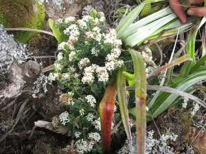How to Propagate Pimelea acra