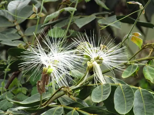 Ingá-banana (Inga vera) - PictureThis