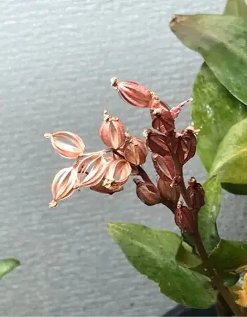 Rhomboda cristata - PictureThis