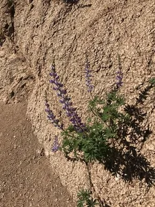 How to Propagate New mexico lupine