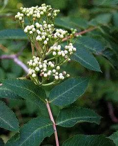 How to Transplant Northern mountain ash? (Ideal time, Methods, and Post ...