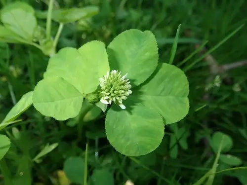 Running buffalo clover (Trifolium stoloniferum) Flower, Leaf, Care ...