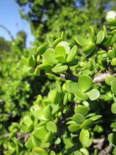 How to Plant and Grow Elephant bush(Portulacaria afra)