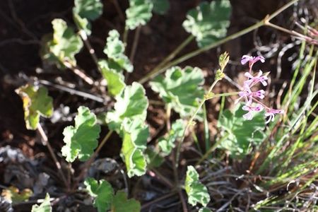 Pelargonium reniforme - PictureThis