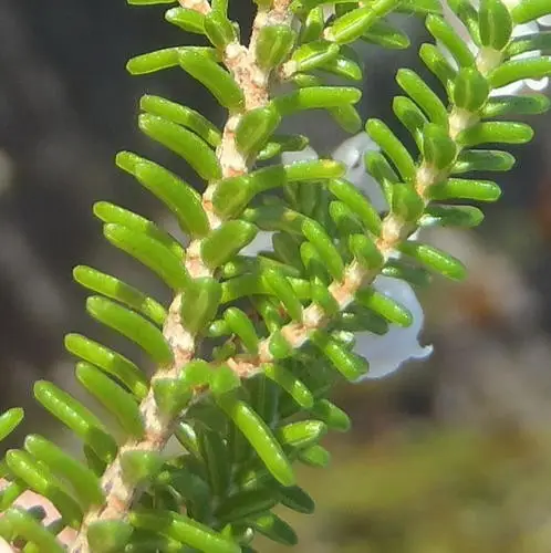 Erica formosa - PictureThis