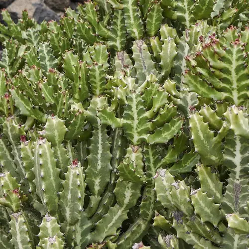 Candelero (Euphorbia lactea) - PictureThis