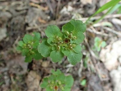 Chrysosplenium tetrandrum - PictureThis