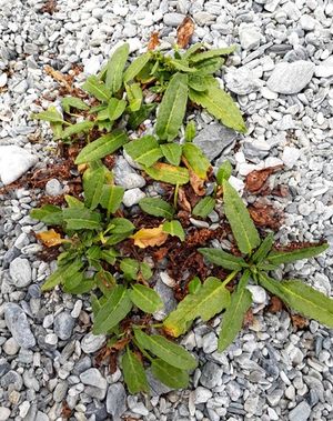 Rumex neglectus - PictureThis