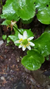 How to Transplant Caltha leptosepala subsp. howellii? (Ideal time ...