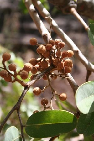 Detarium - PictureThis