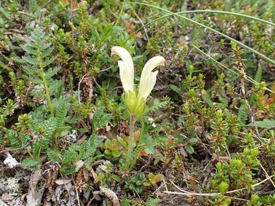 How to Grow and Care for Capitate lousewort