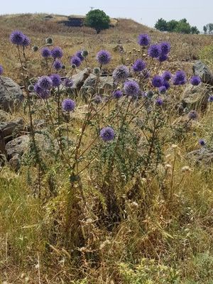 Echinops adenocaulos - PictureThis