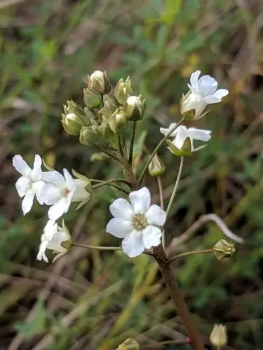 Bractless brookweed (Samolus ebracteatus) Flower, Leaf, Care, Uses ...