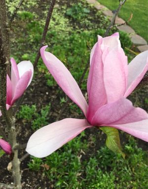 How to Grow and Care for Magnolias 'Star Wars'