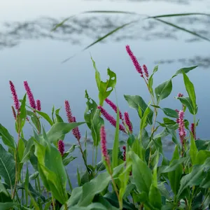 🍀 How to Grow and Care for Water smartweed