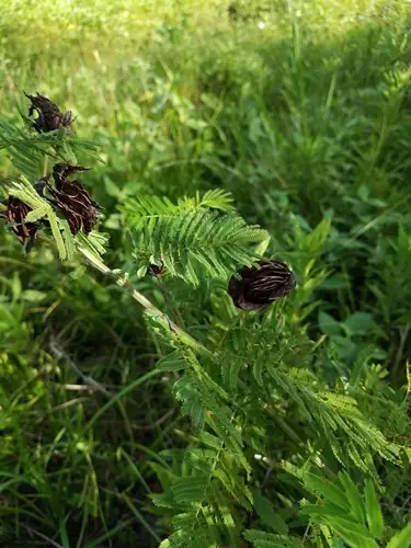 How to Plant and Grow Illinois Bundleflower(Desmanthus illinoensis)