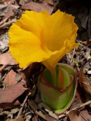 Costus spectabilis - PictureThis