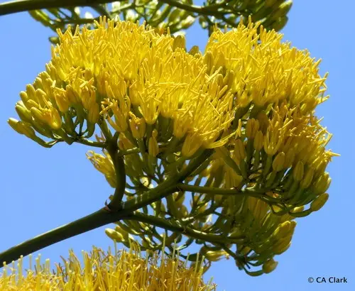 Agave caymanensis - PictureThis