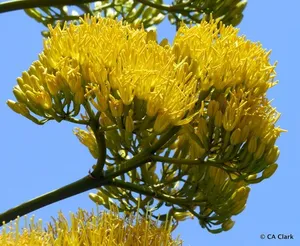 How to Propagate Cayman agave