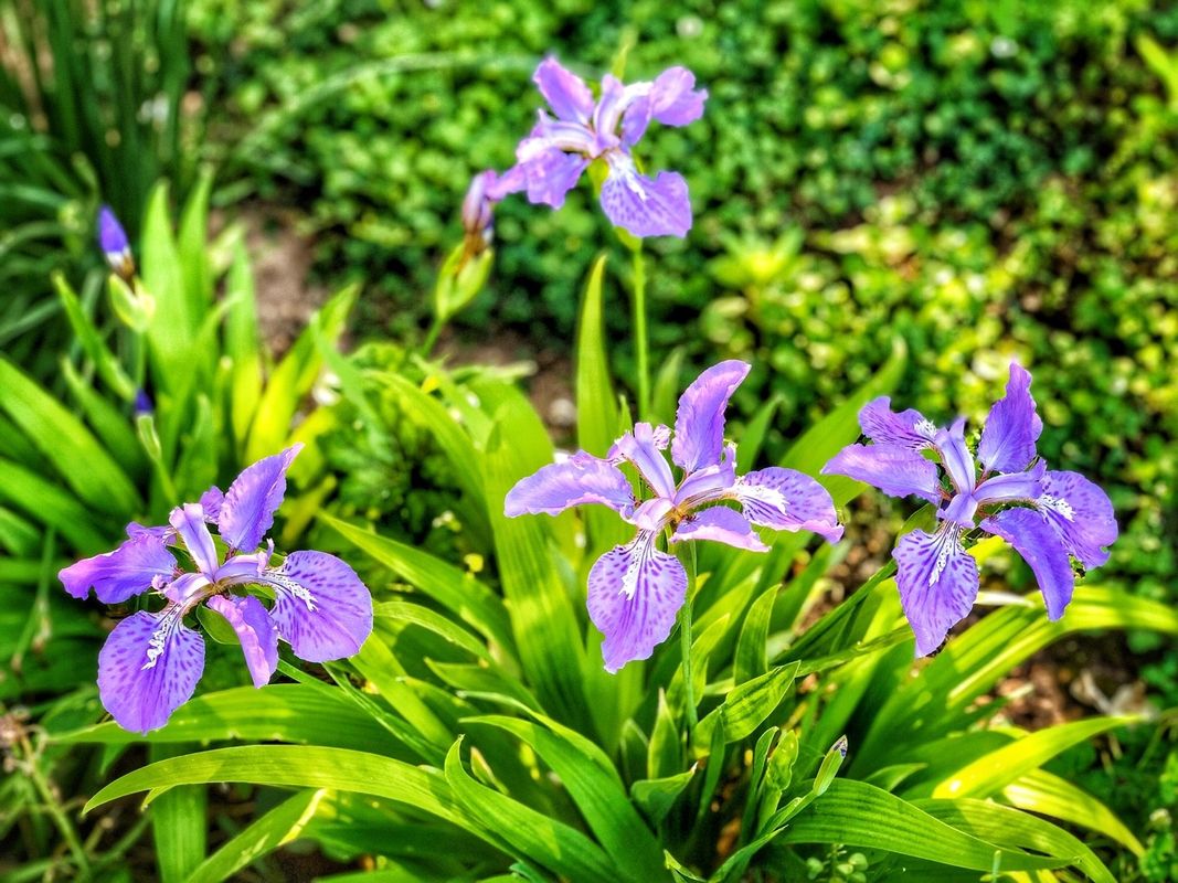 What Are Common Problems with Wall iris?