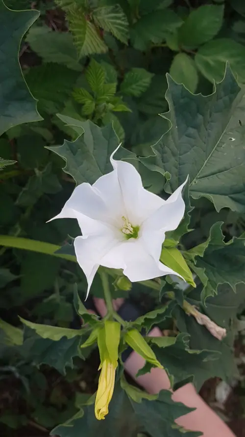 Toloache (Datura quercifolia) - PictureThis