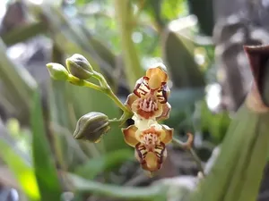 How to Propagate Leochilus carinatus