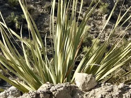 Soyate (Nolina bigelovii) - PictureThis