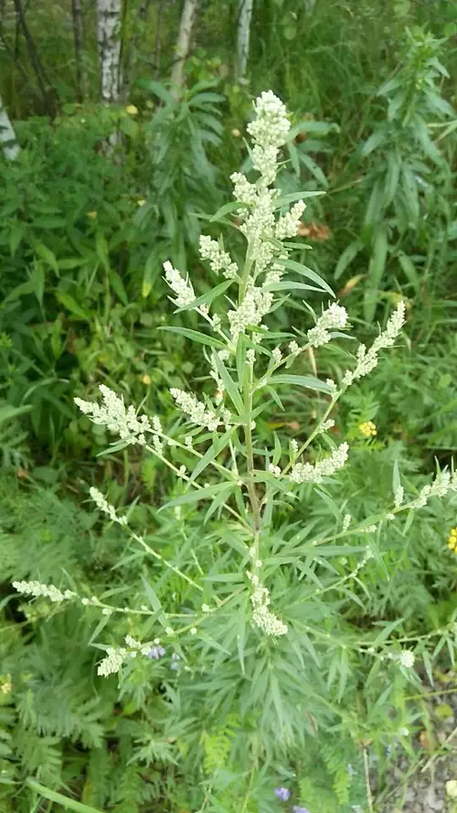 Aridland goosefoot (Chenopodium desiccatum) Flower, Leaf, Care, Uses ...