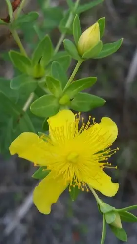 Hypericum myrtifolium - PictureThis