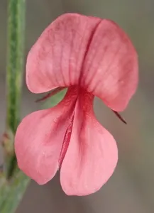 How to Prune Indigofera leptocarpa
