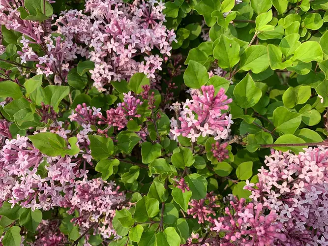 Lilacs 'Red Pixie' (Syringa microphylla 'Red Pixie') Flower, Leaf, Care ...