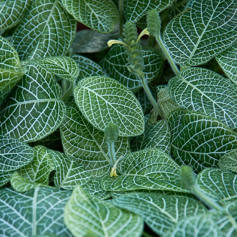 How to Solve Nerve plant Problems?