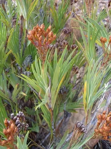 Nivenia binata Flower, Leaf, Care, Uses - PictureThis