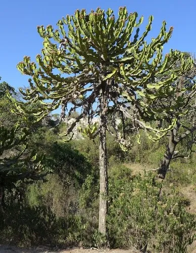 Candelabra Trees In Africa