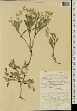 How to Grow and Care for Microstigma