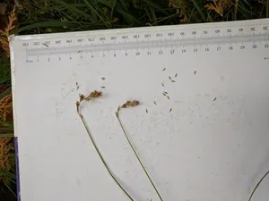 How to Prune Necklace sedge