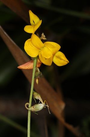 Chipil (Crotalaria pumila) - PictureThis