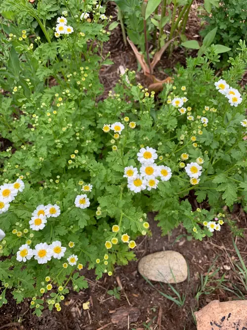 Tanacetum parthenium 'Aureum' - PictureThis