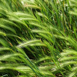Mouse Barley - Hordeum murinum (Taxonomy, Characteristics, Symbolism ...