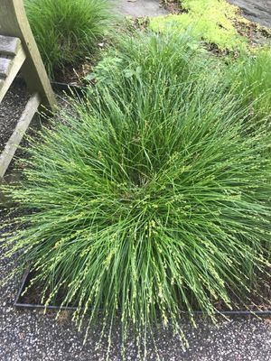 How to Grow and Care for Berkeley sedge