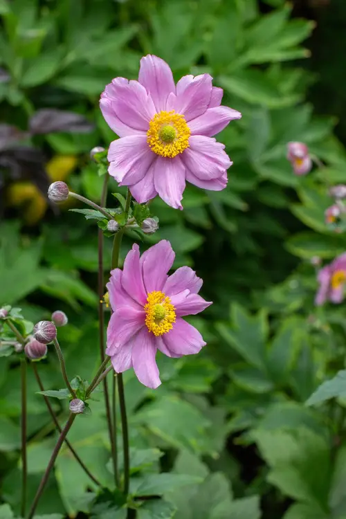 Anemone tomentosa 'Robustissima' - PictureThis