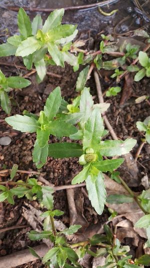 How to Grow and Care for Buffalo-spinach