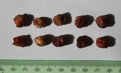 Protium subserratum - PictureThis