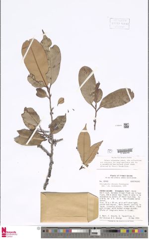 How to Grow and Care for Micropholis