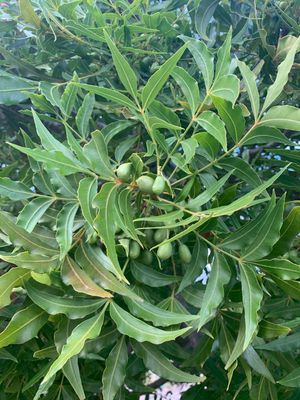 How to Grow and Care for South African wild plum