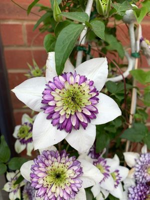 Clematis Viennetta 'Evipo006' - PictureThis