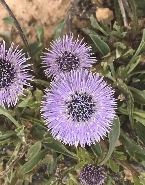 Coronilla de Fraile (Globularia vulgaris) - PictureThis