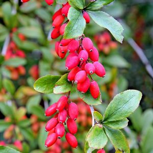 Agracejo (Berberis vulgaris) - PictureThis