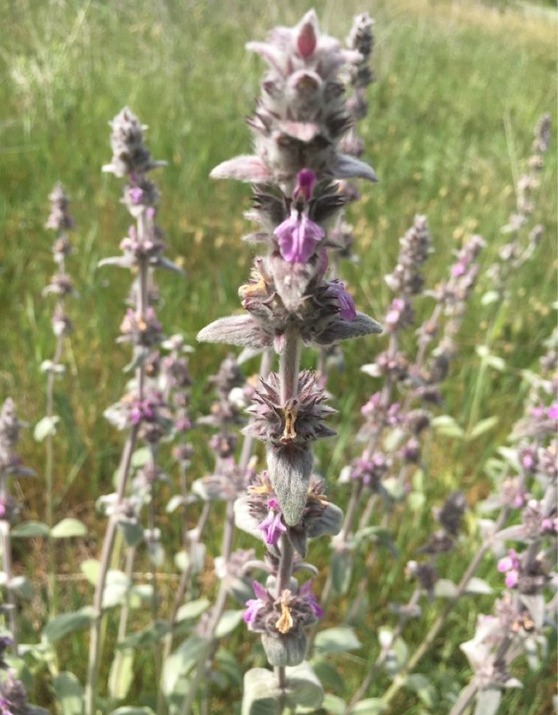 How to Solve German hedge nettle Problems?